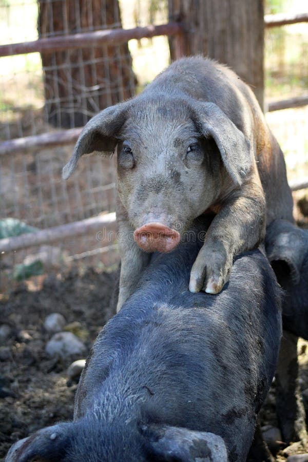 Pigs stock image. Image of skin, brown, porker, wild - 55100239