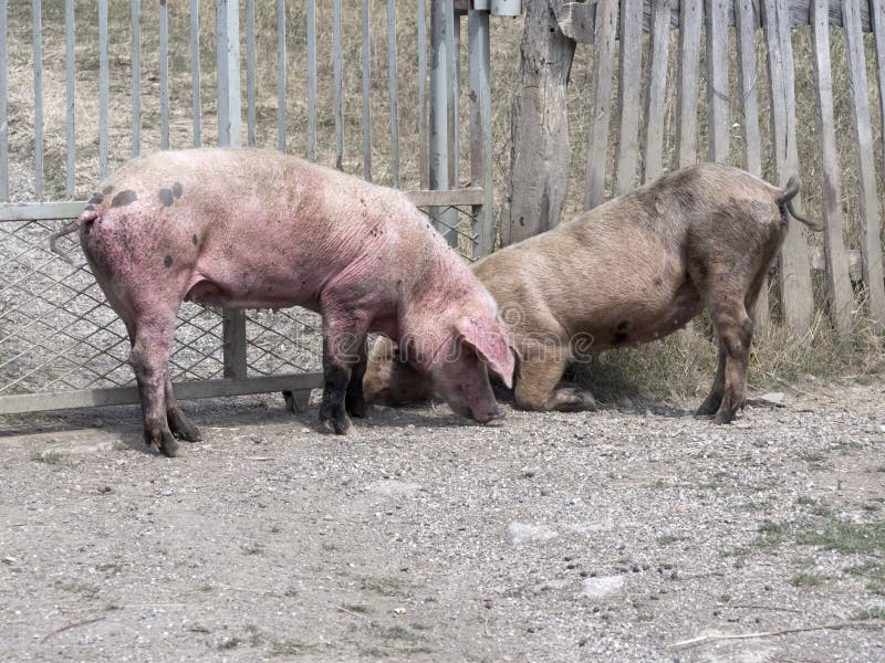 Pigs walking stock photo. Image of farm, outdoor, field - 57938764