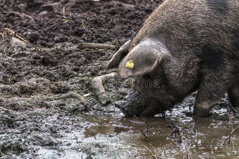 Pigs wallow in the mud stock photo. Image of consumption - 168454740