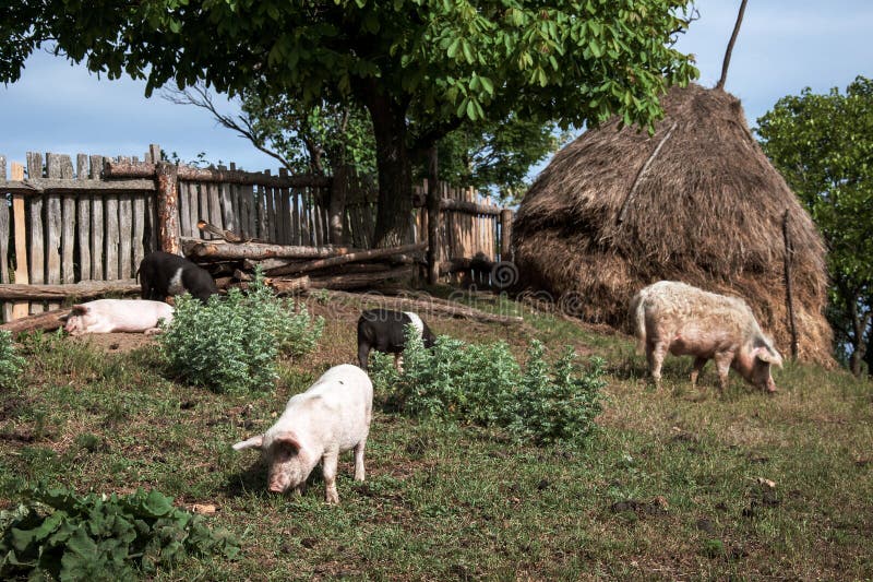 Countryside in Banat, Romania Stock Photo - Image of sunny, nature ...