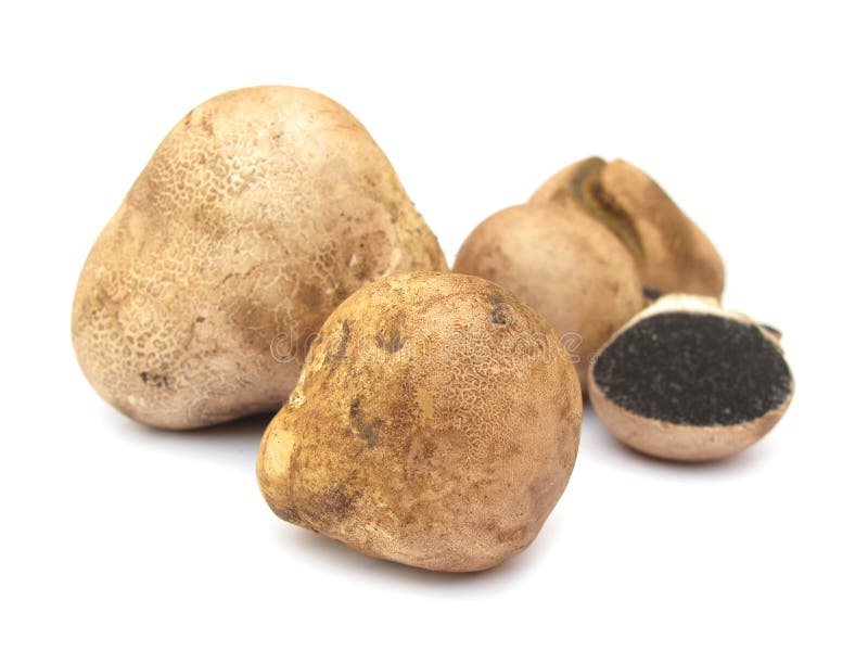 Pigskin Poison Puffball Common Earthball Stock Image - Image of beige ...