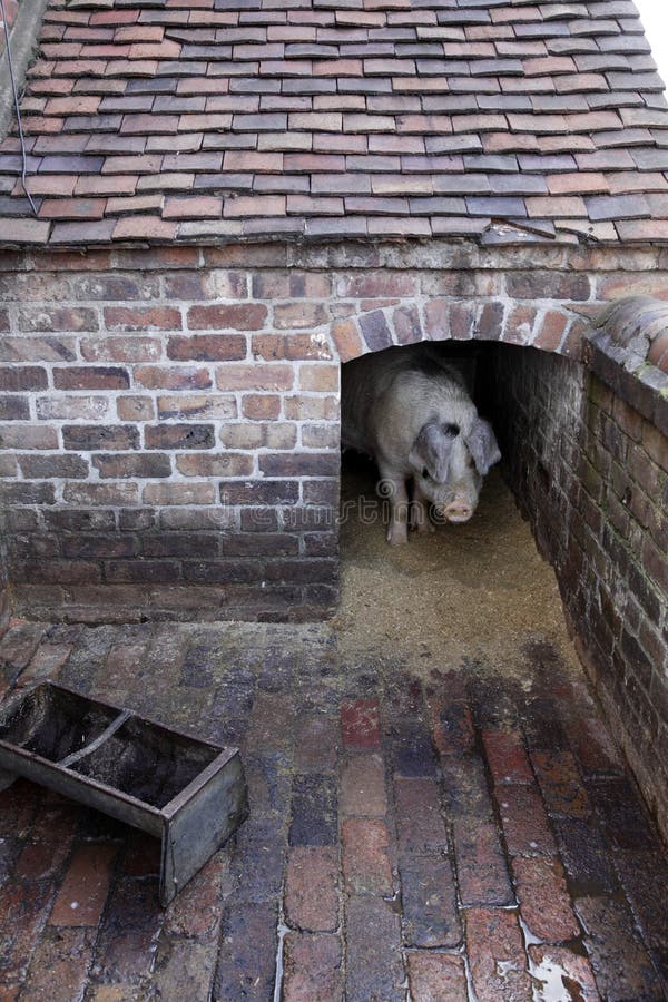 Pigsty stock image. Image of stye, close, outside, animal - 13636373