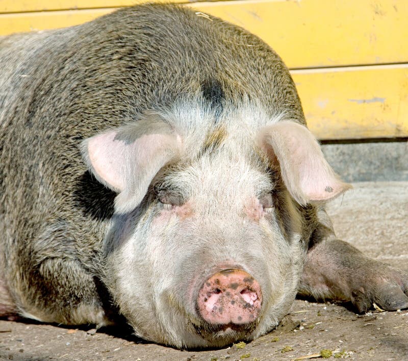 Pigsty 4 stock photo. Image of wurst, chop, udder, omnivorous - 30023204