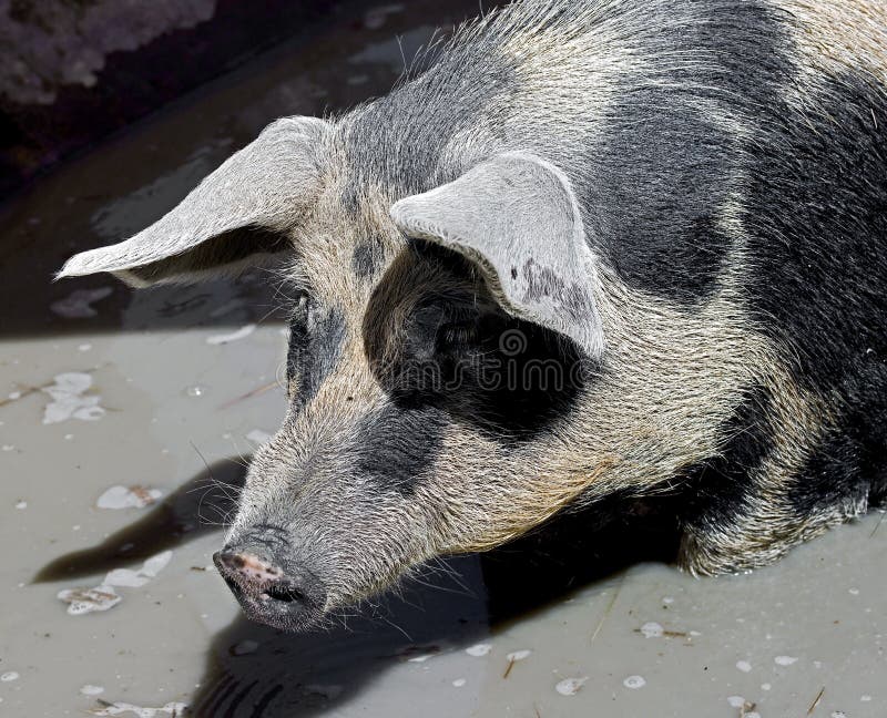 Pigsty 4 stock photo. Image of wurst, chop, udder, omnivorous - 30023204