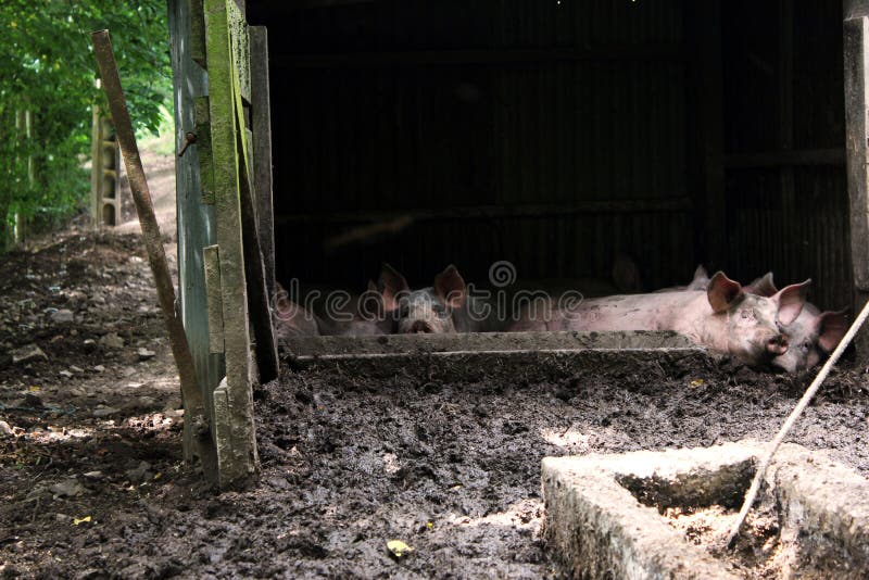 Pigsty in Normandy stock image. Image of nature, feeding - 43792451