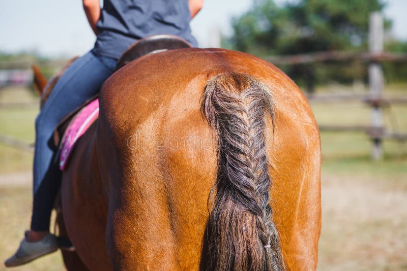 Plaited Horse Tail Stock Photos - Free & Royalty-Free Stock Photos from ...