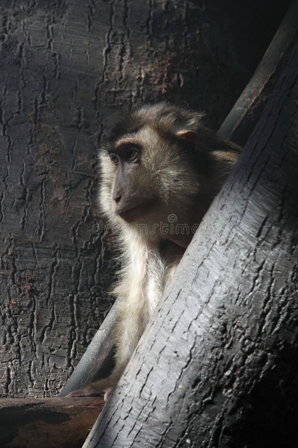 Pigtail macaque stock photo. Image of wildlife, macaque - 13242074