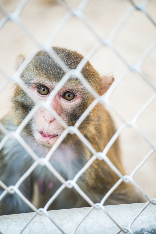Sad Monkey in Cage Wallpaper Stock Image - Image of loneliness, depress ...