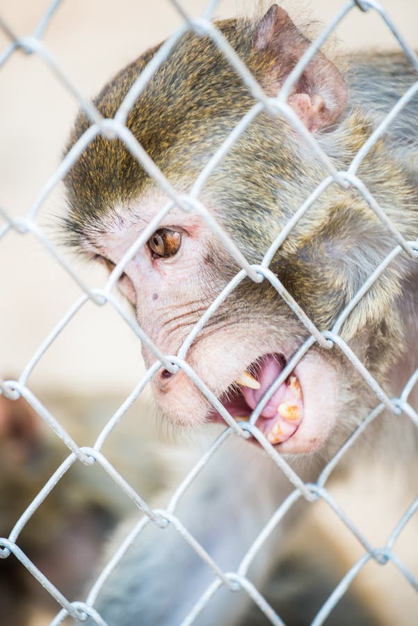 Pigtail Macaque Monkey in Cage Stock Photo - Image of asia, hairy ...