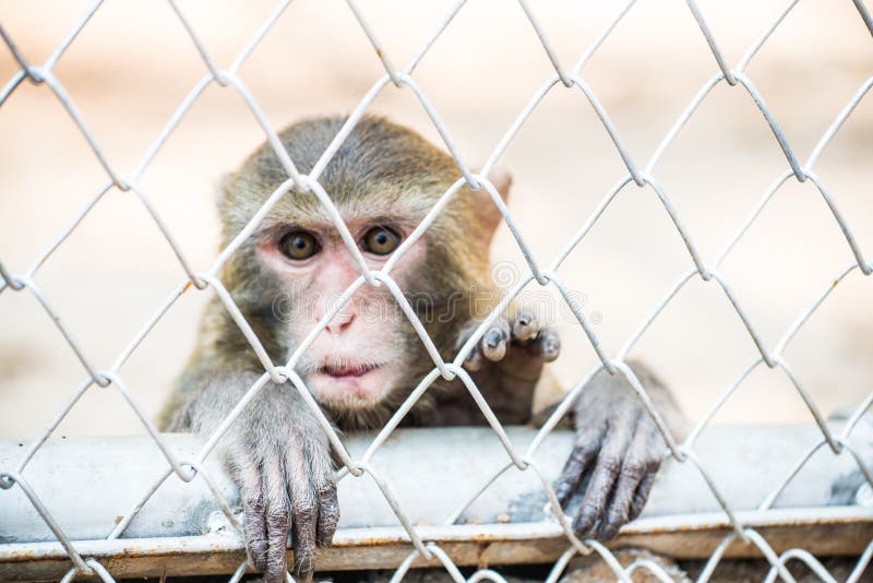 Sad Ape Or Monkey Is In The Cage. Animal Abuse, Neglect And Crue Stock ...