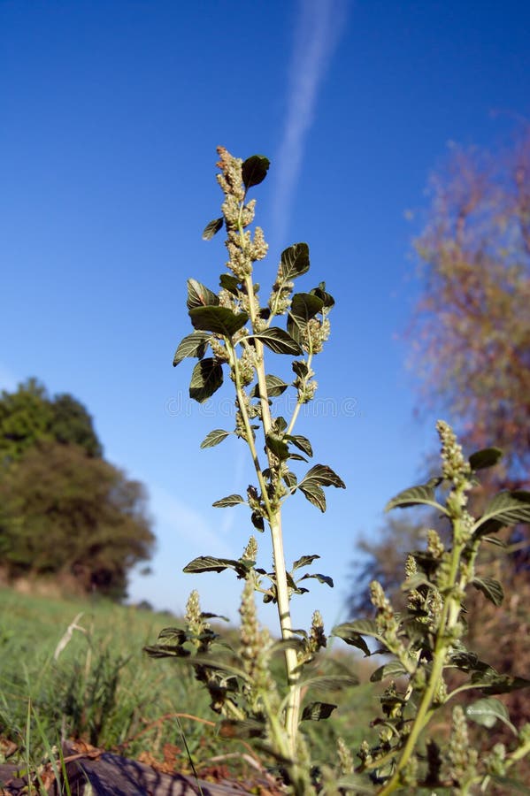 Pigweed (Amaranthus Retroflexus) Stock Photo - Image of invasive ...