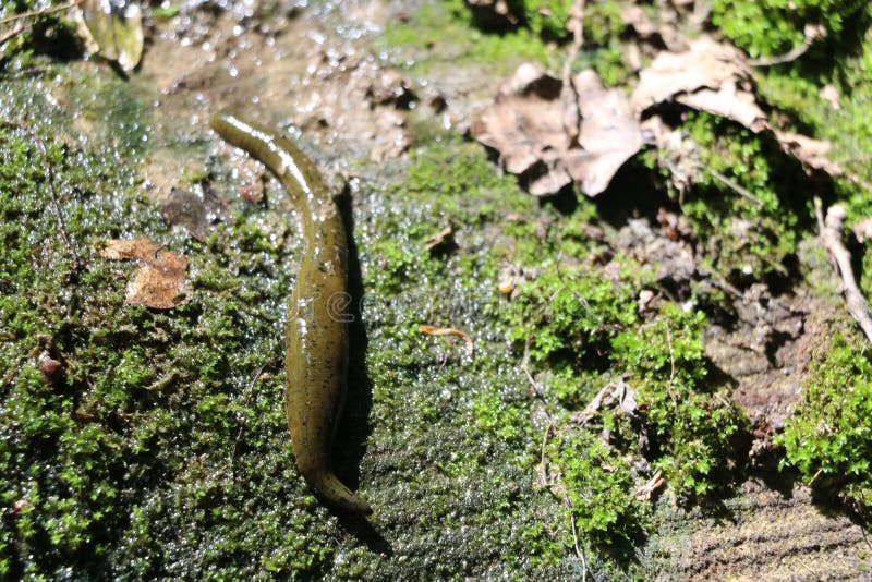Pijawka Odizolowywająca Na Bielu Zdjęcie Stock - Obraz złożonej z czerń ...