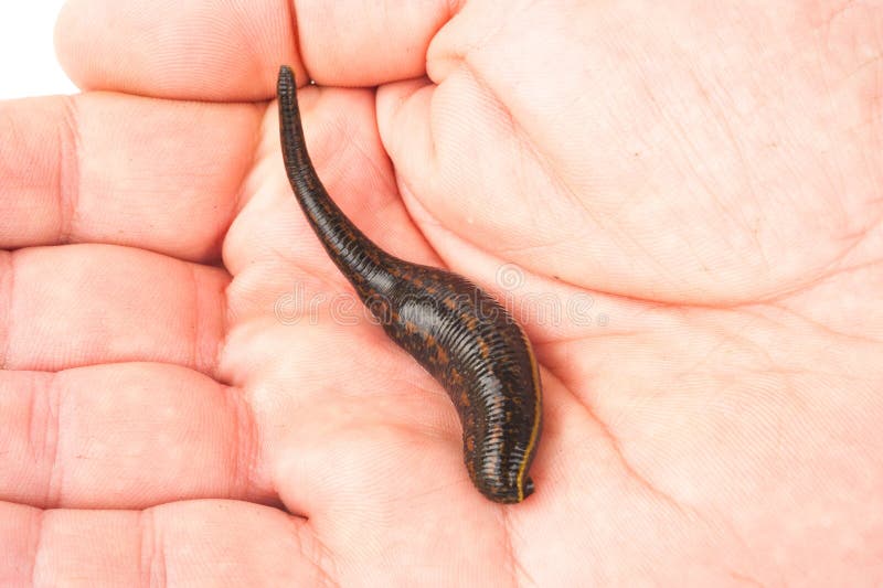 Pijawka na palmie zdjęcie stock. Obraz złożonej z ulga - 82381756