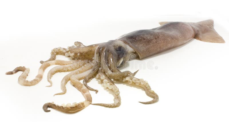 Pijlinktvis stock foto. Image of leven, keuken, koken - 15696148