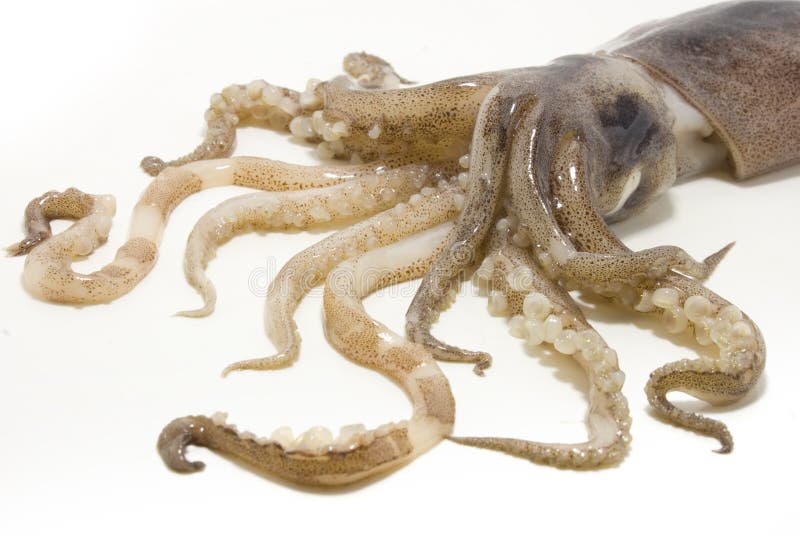 Inktvis stock afbeelding. Image of ongewervelde, dier - 15696157