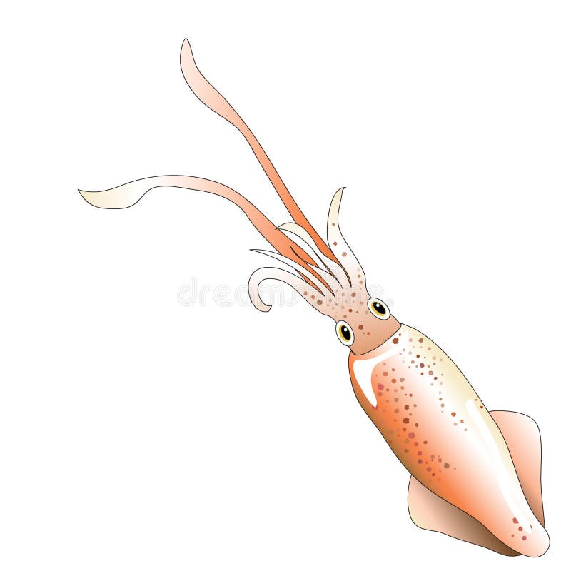 Pijlinktvis vector illustratie. Illustration of leven - 17887582