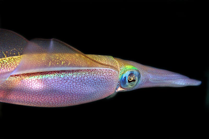 Pijlinktvis stock afbeelding. Image of diep, oceaan, achtergrond - 34552459