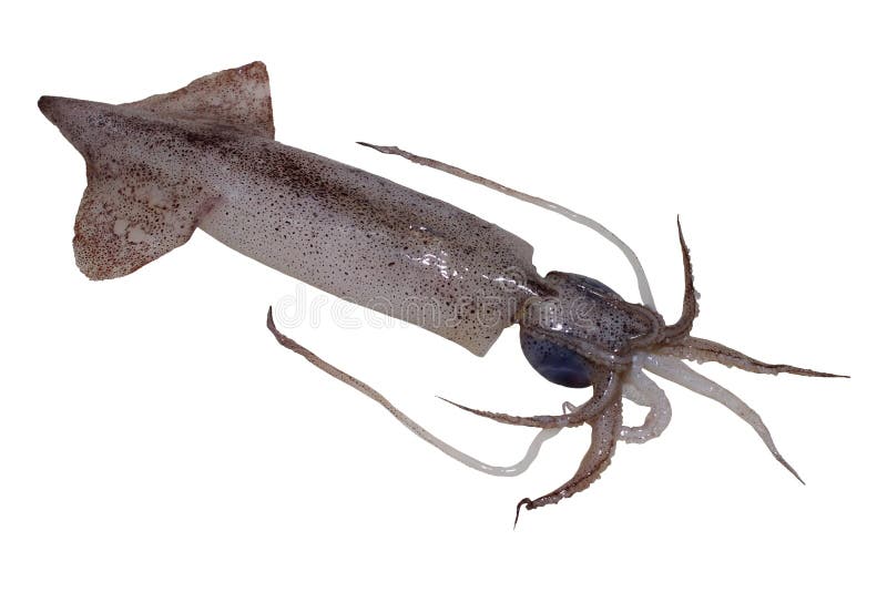 Pijlinktvis Op Wit Wordt Geïsoleerd Dat Stock Afbeelding - Image of ...