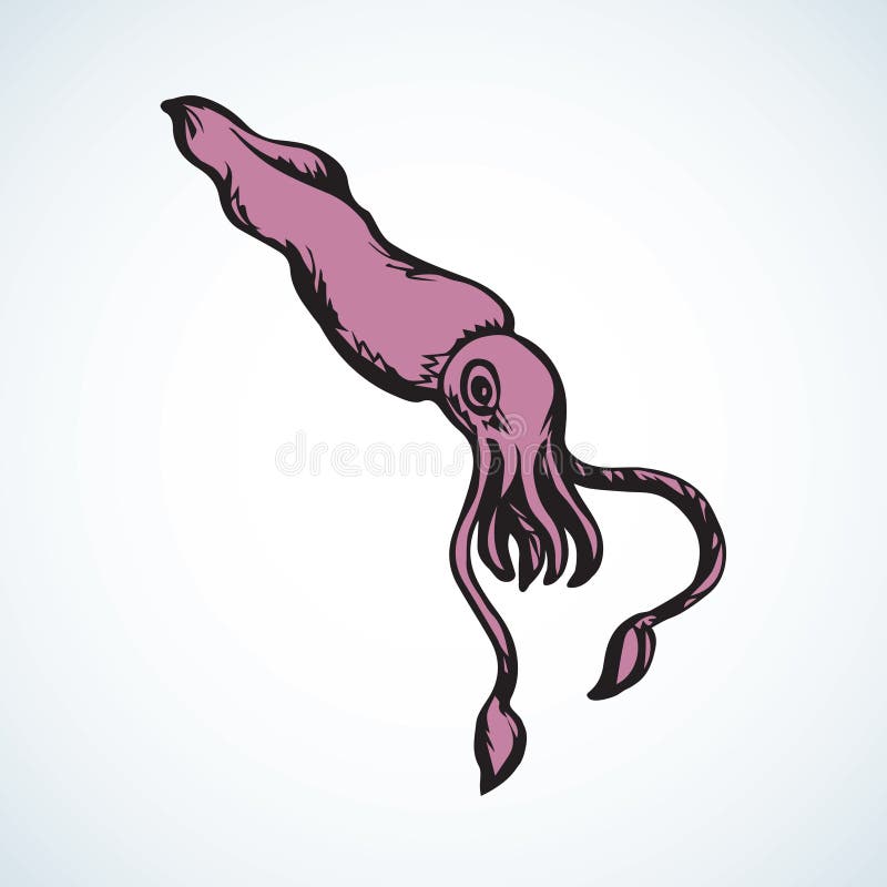 Pijlinktvis Vector Tekening Vector Illustratie - Illustration of vissen ...