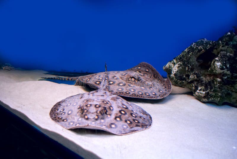 Pijlstaartrog stock foto. Image of kleurrijk, onderwater - 28981968