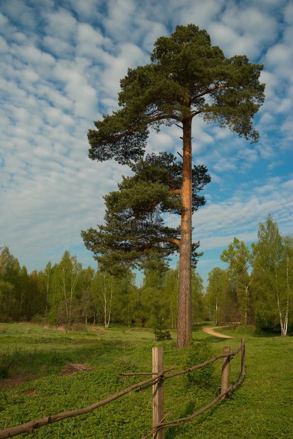 Pijnboom-boom stock foto. Image of pijnboom, hout, zonnig - 16163346