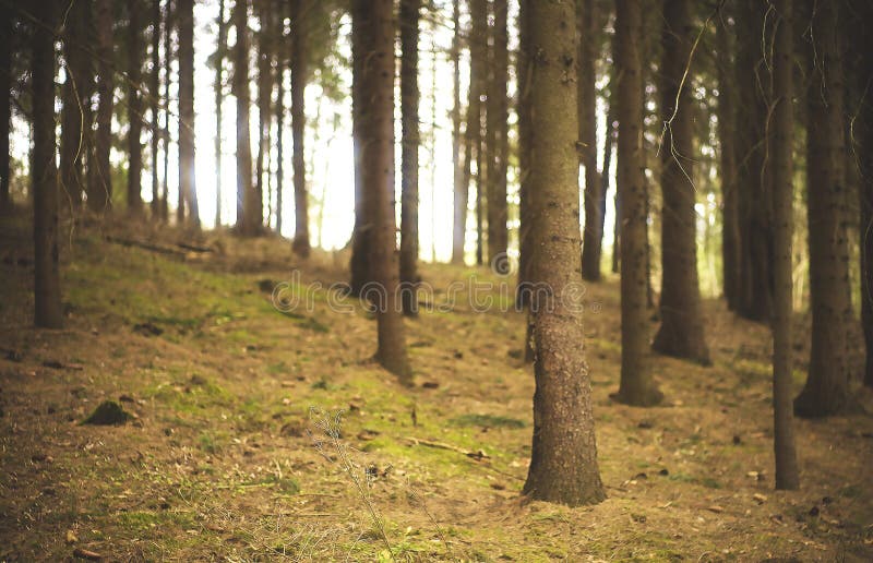 Pijnboom (pinus) bomen stock foto. Image of bladeren - 69676678