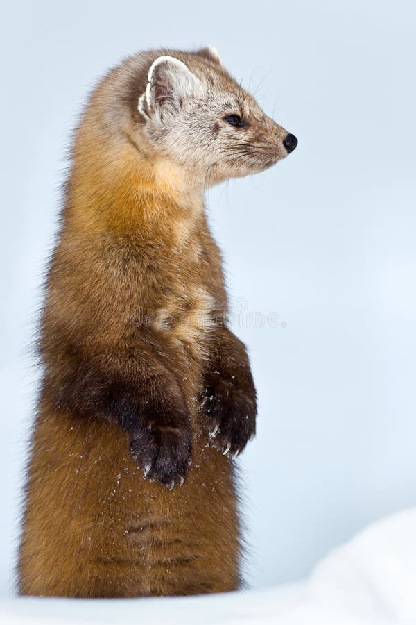 Amerikaanse Marter, Americana Martes, Stock Afbeelding - Image of ...