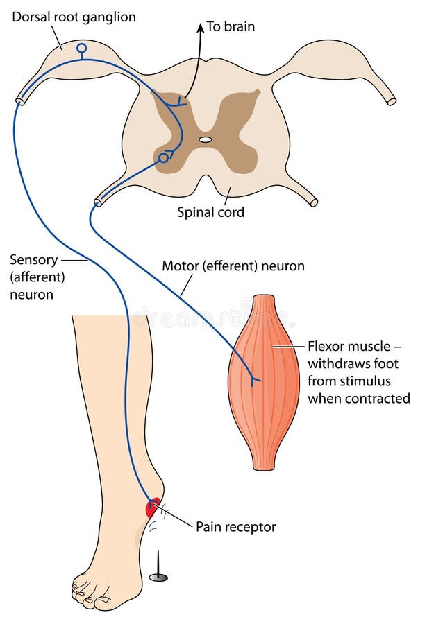 Pijnreflex vector illustratie. Illustration of gezondheid - 58653581