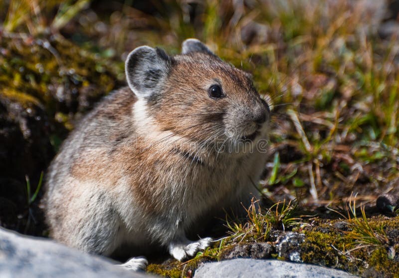 Mountain Pika stock image. Image of small, mouse, rodent - 29451191