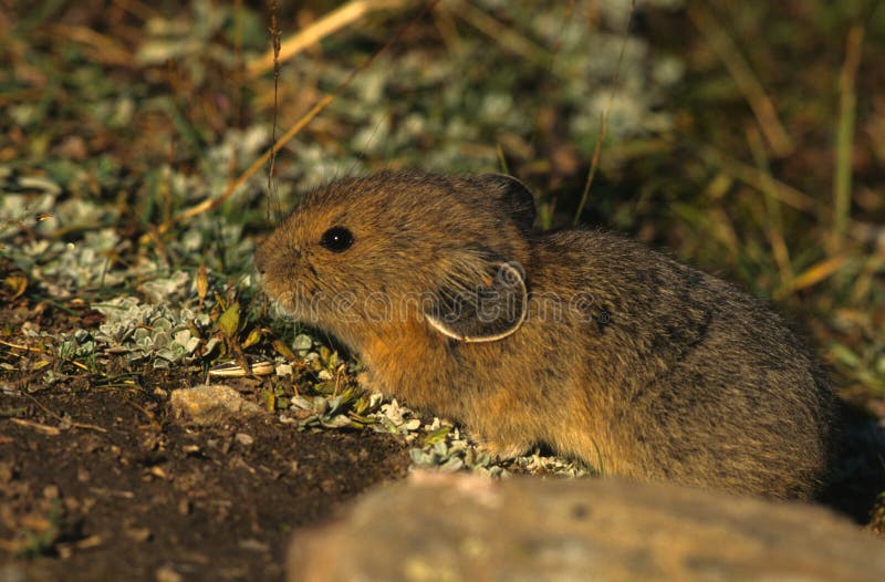 Pika stock image. Image of rabbit, small, rodent, mammal - 17799571