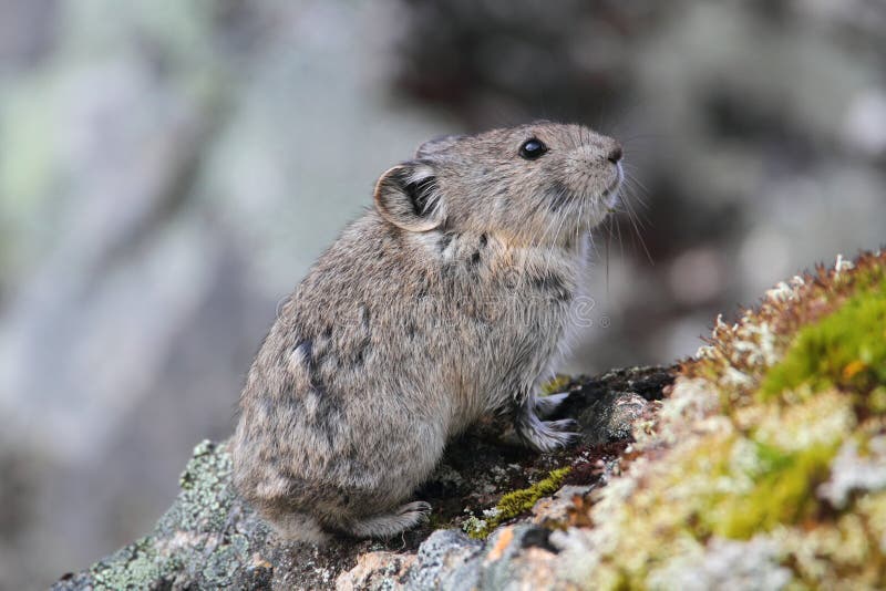 Pika stock photo. Image of mouth, mammal, ears, eyes - 22493546