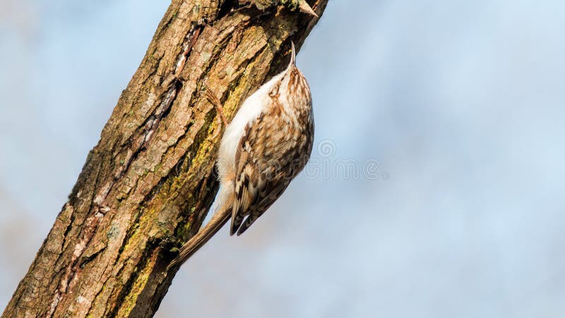 Pika Bird Runs Along a Tree Trunk in the Forest Stock Image - Image of ...