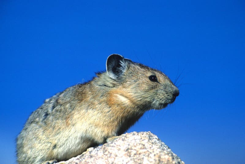 Pika stock image. Image of rabbit, small, rodent, mammal - 17799571