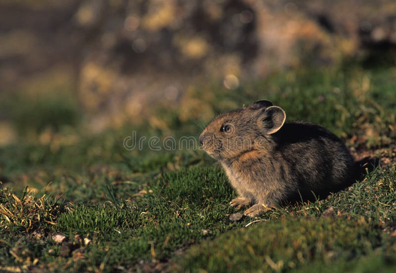 Pika stock image. Image of rabbit, small, rodent, mammal - 17799571
