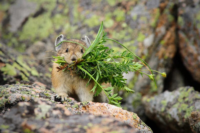 Pika with Grass in Mouth in Forest Trees Stock Image - Image of trees ...