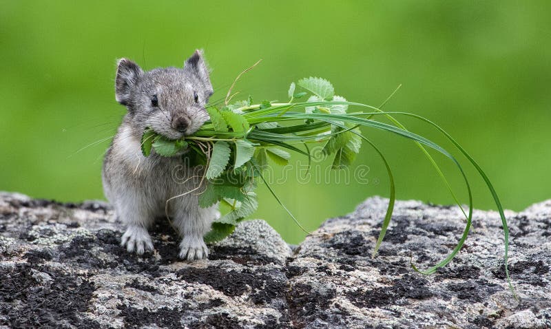 Pika with Grass stock image. Image of picking, haystack - 285884747