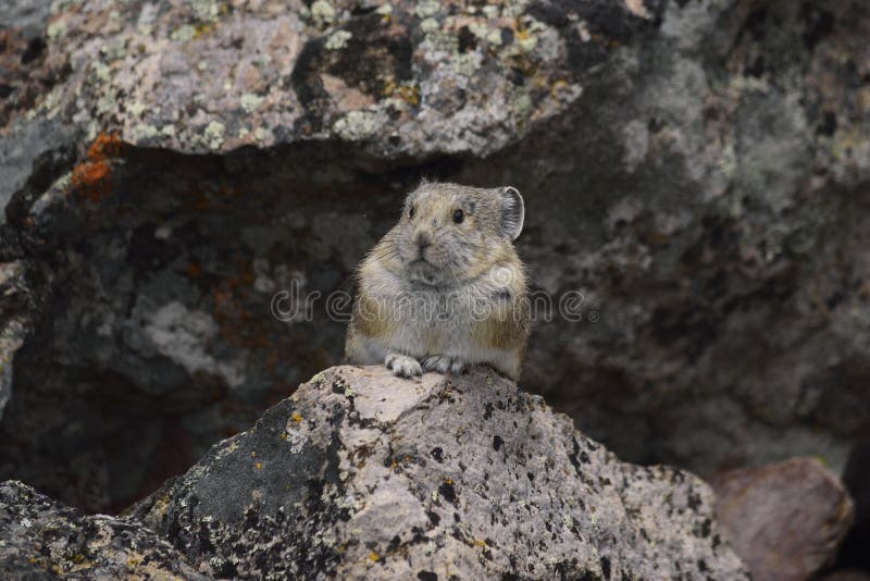 Pika His Den Stock Photos - Free & Royalty-Free Stock Photos from ...