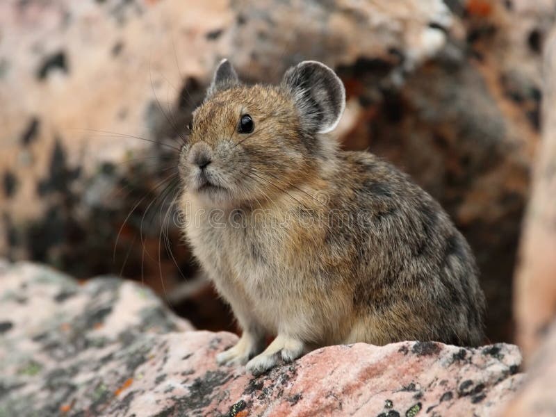 Pika - Jaspis-Nationalpark, Alberta, Kanada Stockfoto - Bild von stapel ...