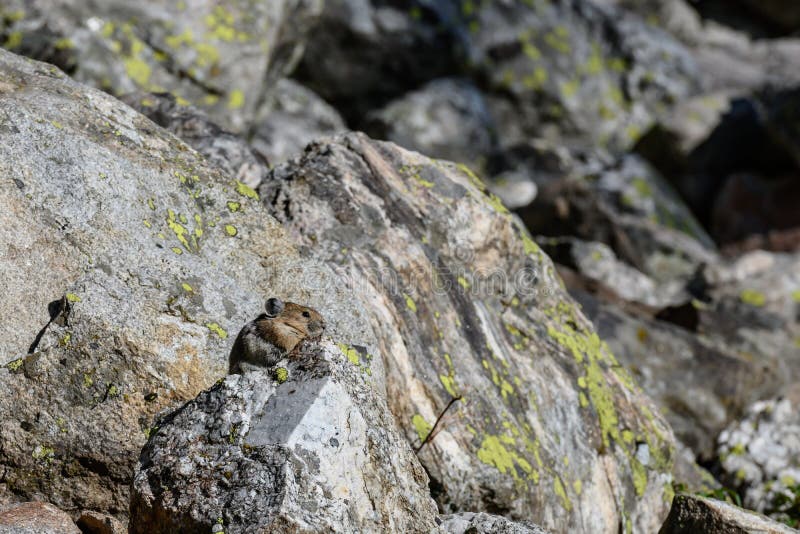 Pika on rock stock photo. Image of varmint, hibernating - 34298462