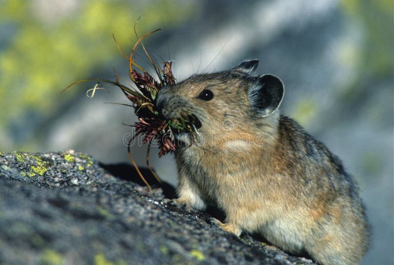 Pika with Mouthful stock photo. Image of tundra, rodent - 8994446