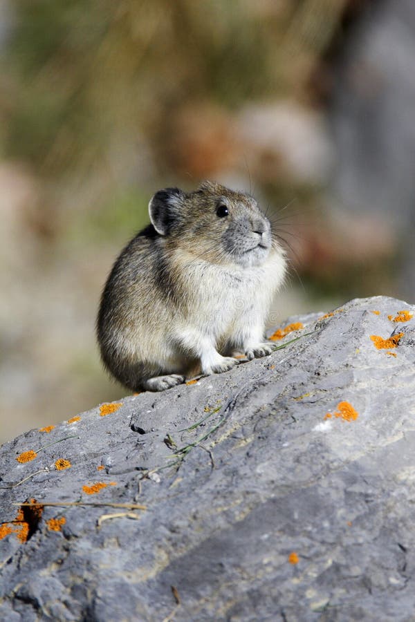 Pika on Rock stock photo. Image of ochotoma, amrhpa, piping - 13082188