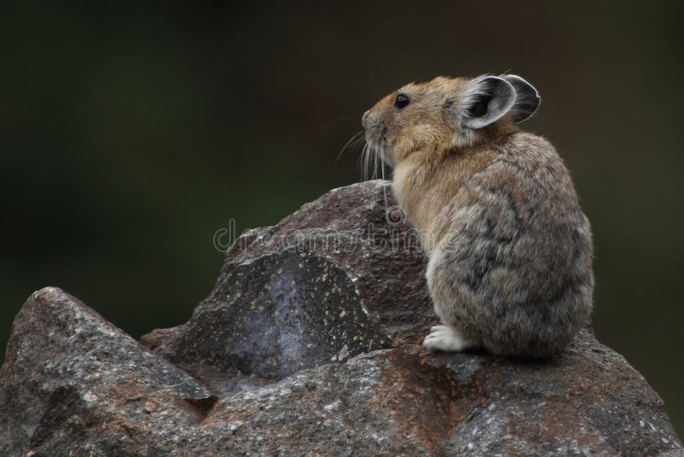Pika on rock stock photo. Image of varmint, hibernating - 34298462