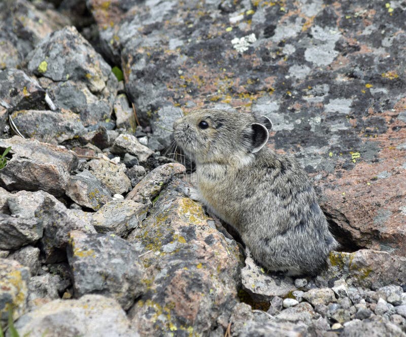 Pika in Rocks stock photo. Image of mammal, tundra, cute - 8994290