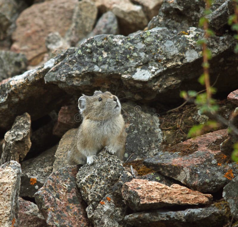 Pika in the rocks stock photo. Image of moves, mammal - 96527734
