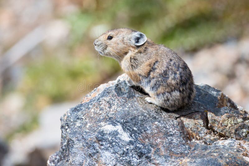 Cute Pika in Summer stock photo. Image of animal, mountain - 95158012