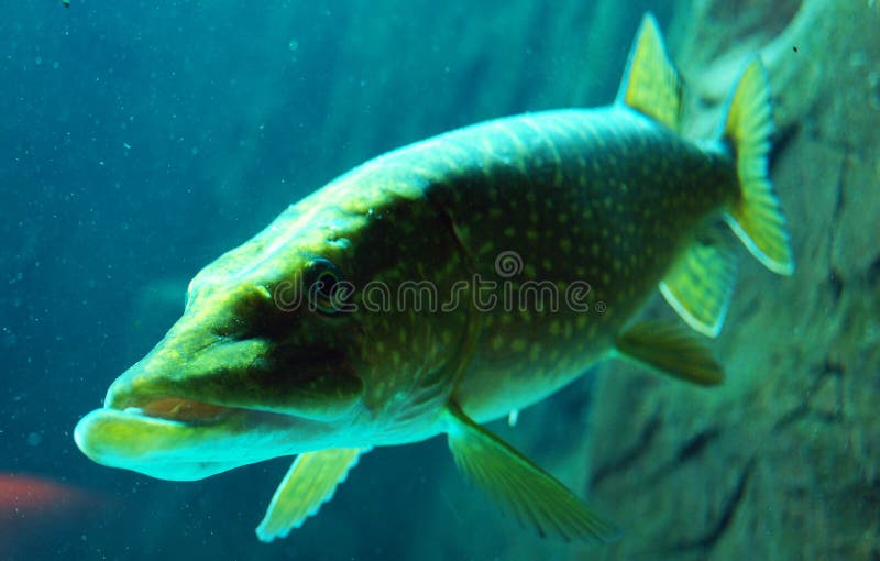 Northern Pike stock photo. Image of animal, close, specimen - 51853088