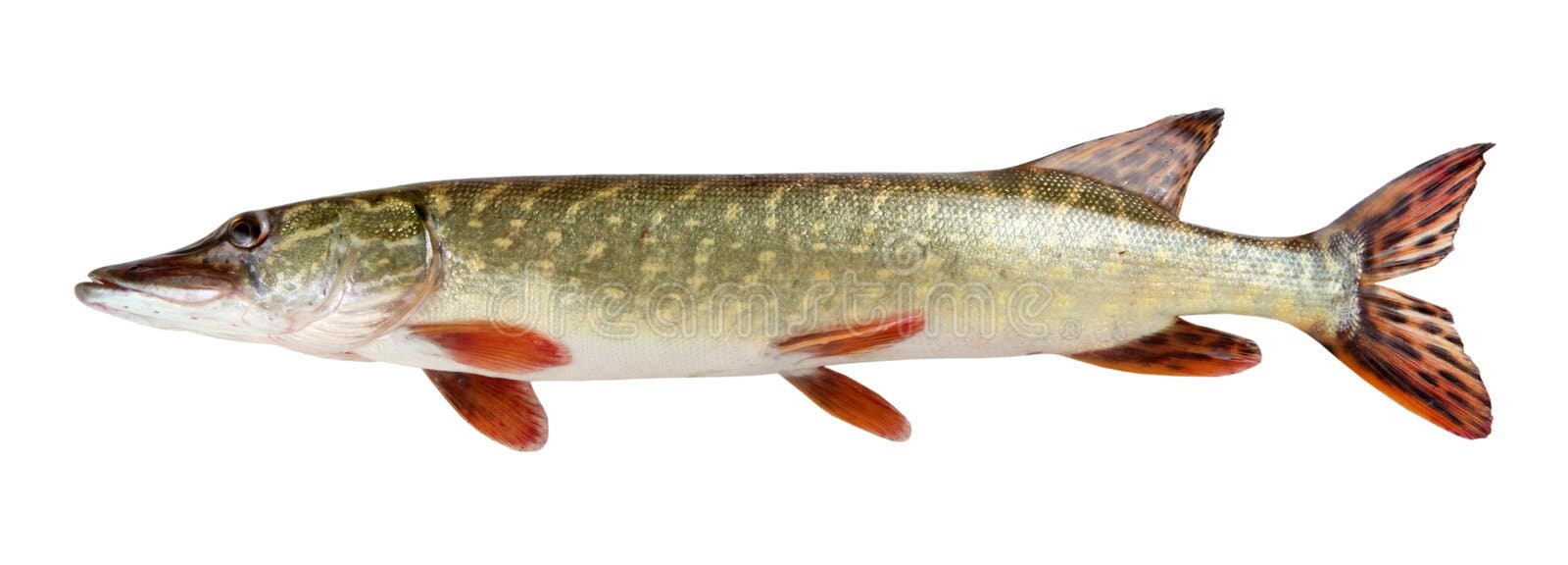 Spotted Muskellunge or Muskie Isolated on White Stock Image - Image of ...