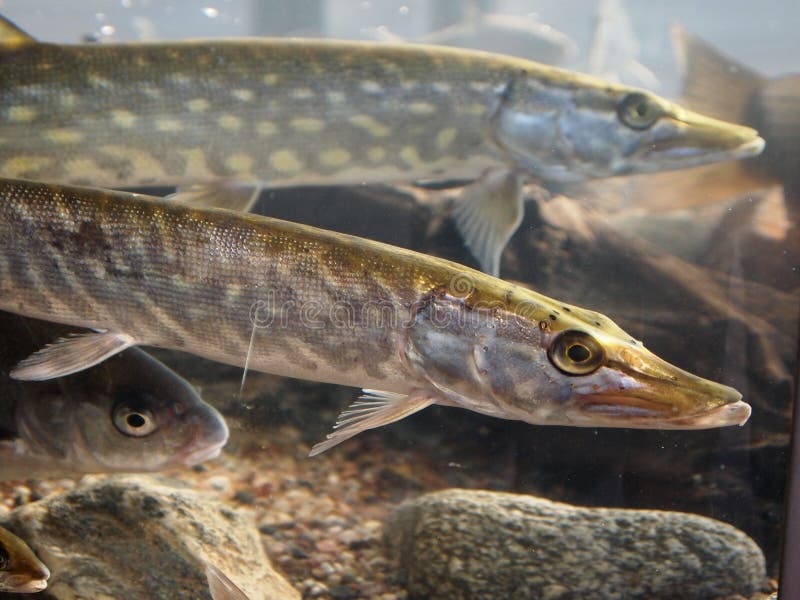 Northern pike stock photo. Image of nature, esox, freshwater - 27703572