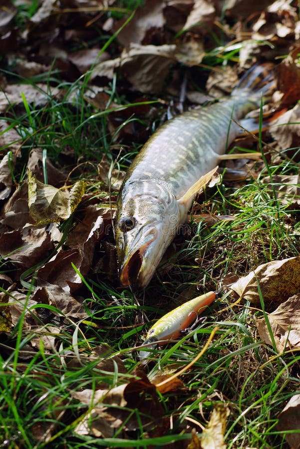 Pike stock image. Image of predatory, leaves, caught - 16937735