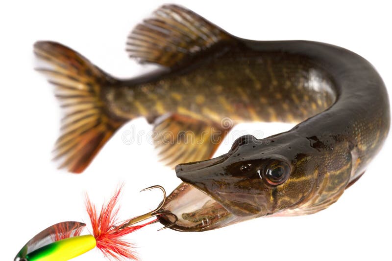 Pike stock image. Image of white, isolated, descriptive - 17044845